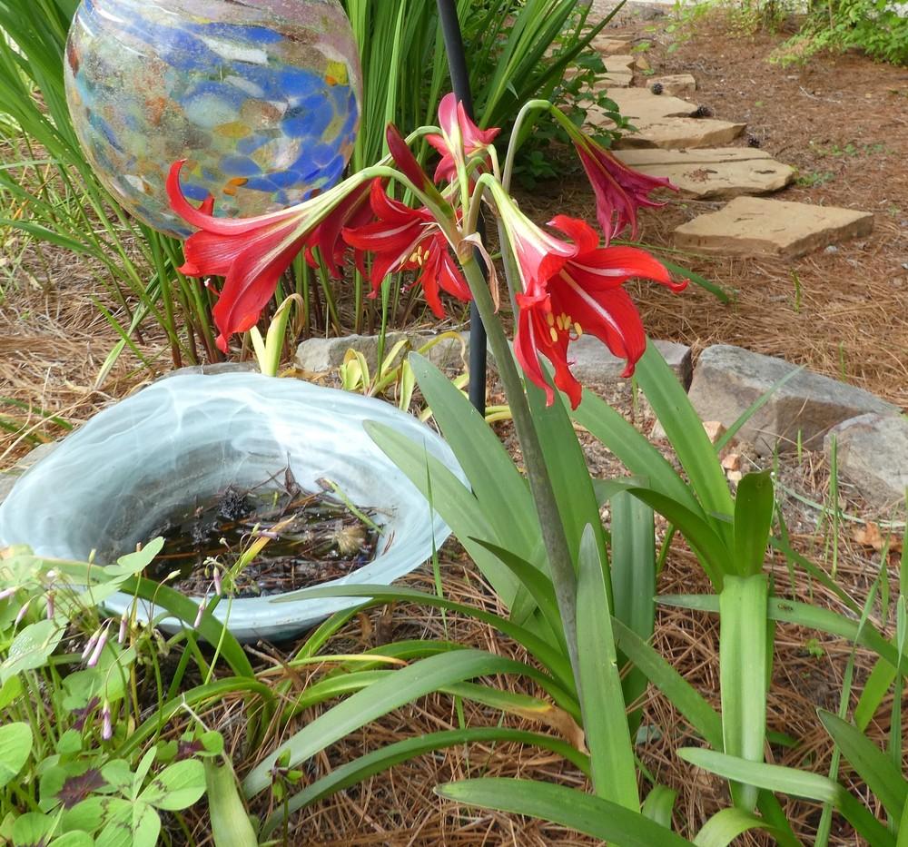Photo of the entire plant of St. Joseph's Lily (Hippeastrum x johnsonii ...