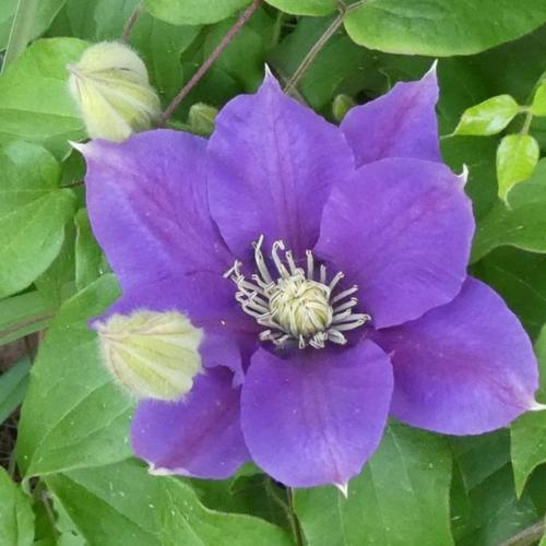 Clematis Chevalier™ in the Clematis Database - Garden.org