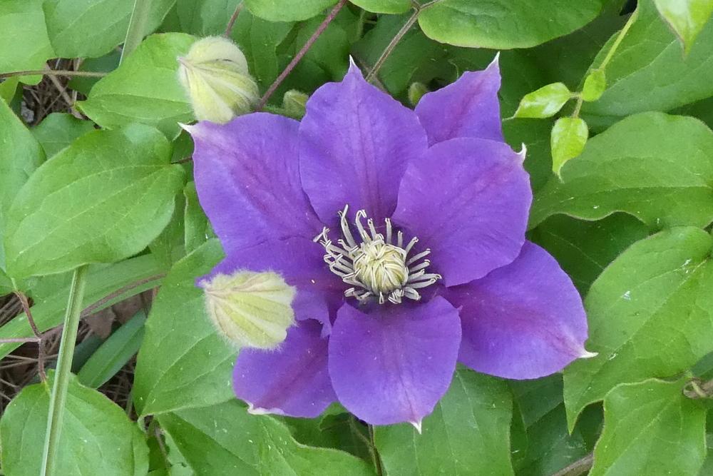 Clematis Chevalier™ in the Clematis Database - Garden.org