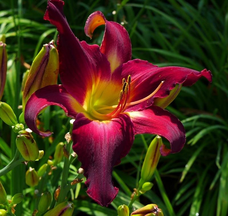 Daylily (Hemerocallis 'Magnolia Skye') in the Daylilies Database ...