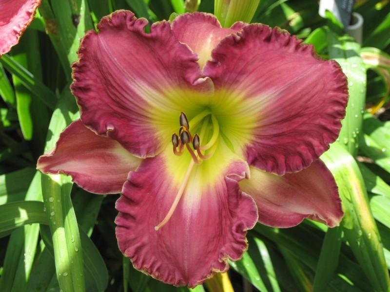 Photo of the bloom of Daylily (Hemerocallis 'Emperor's Nightingale ...