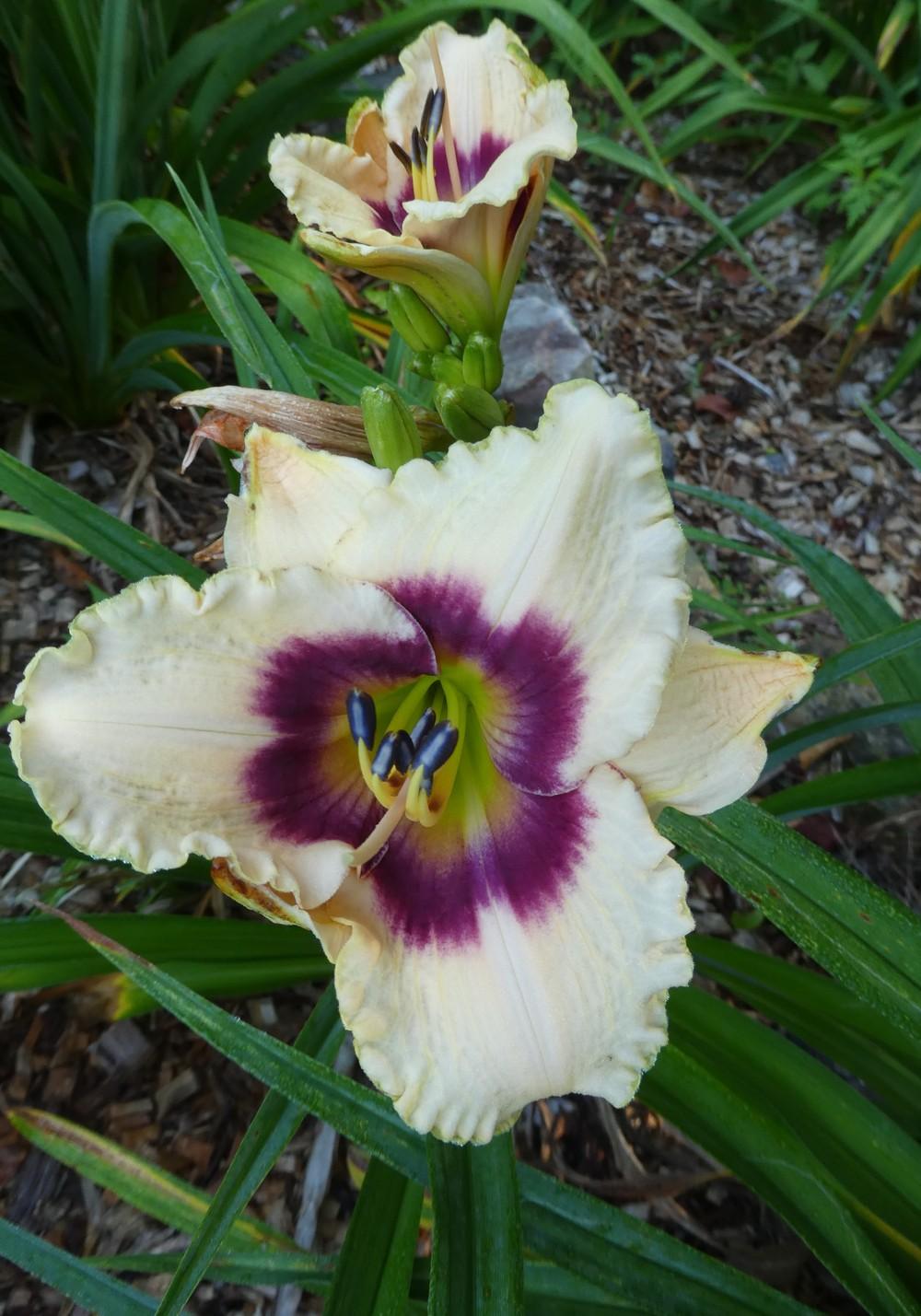 Photo of the bloom of Daylily (Hemerocallis 'Blueberry Candy') posted ...