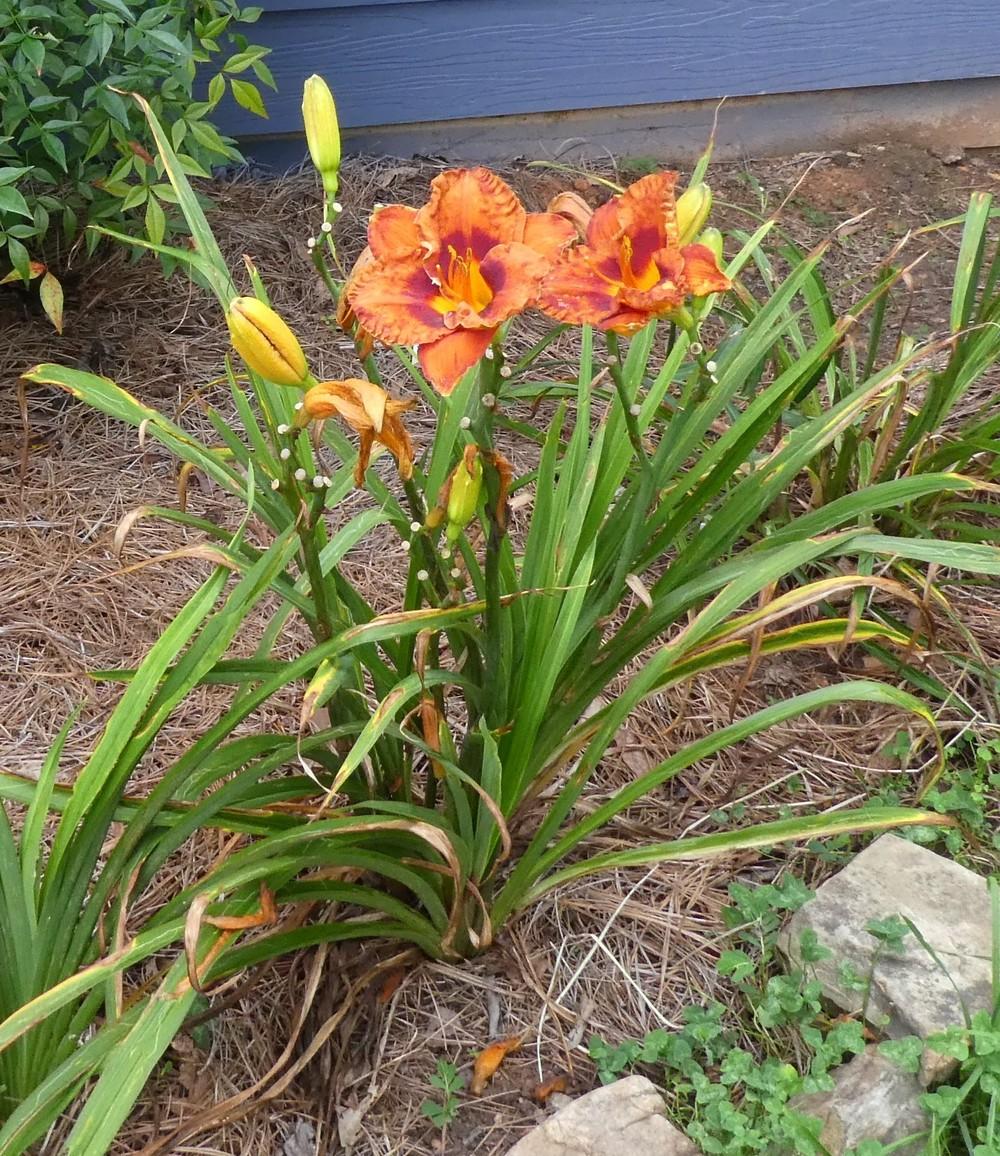 Photo of the entire plant of Daylily (Hemerocallis 'Mighty Chestnut') posted by LoriMT - Garden.org
