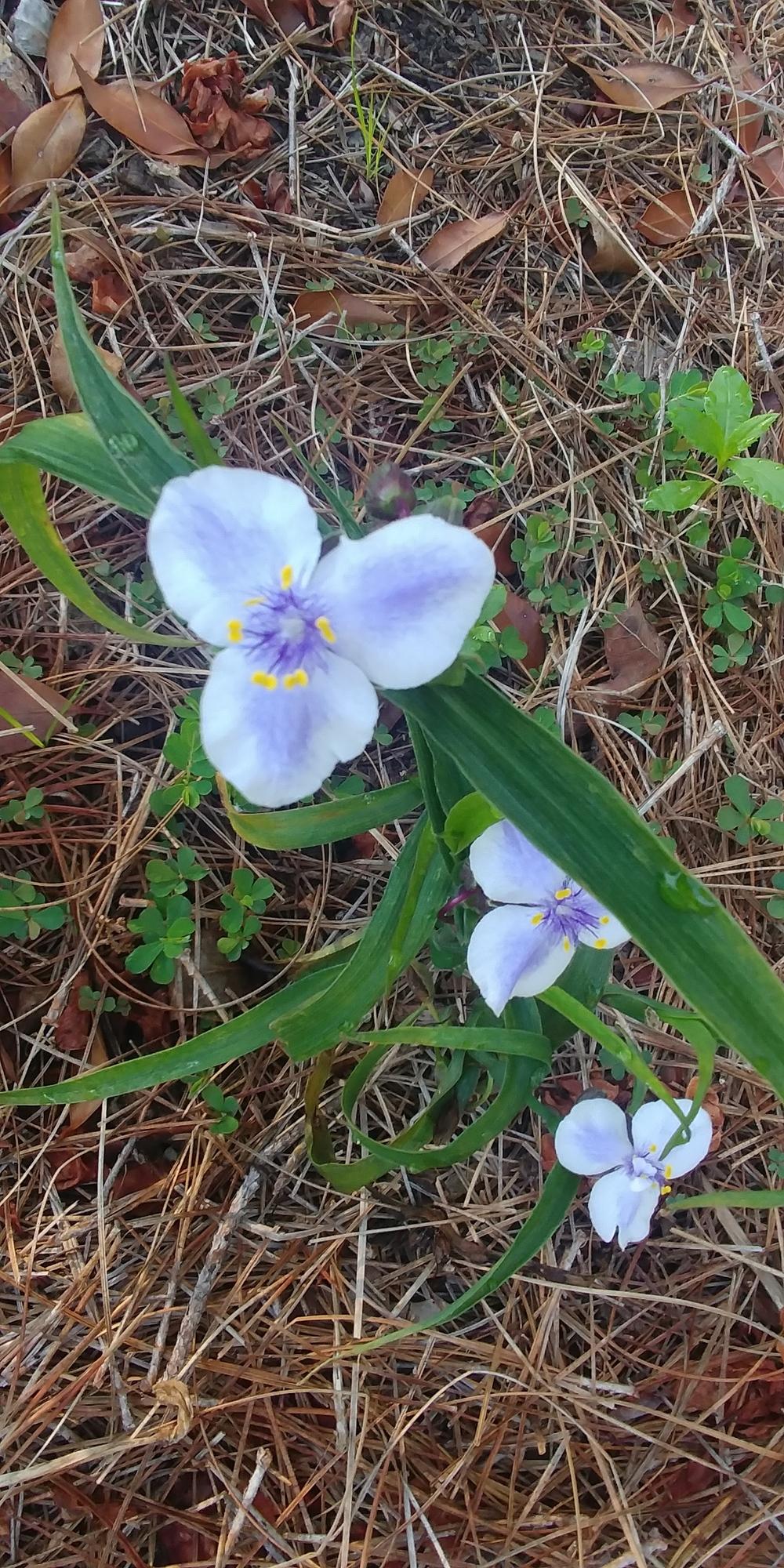 Photo of the entire plant of Tradescantia (Andersoniana Group ...