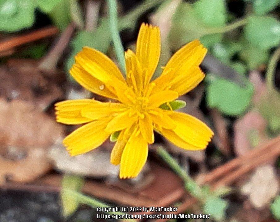 Photo of the bloom of Virginia Dwarf Dandelion (Krigia virginica ...