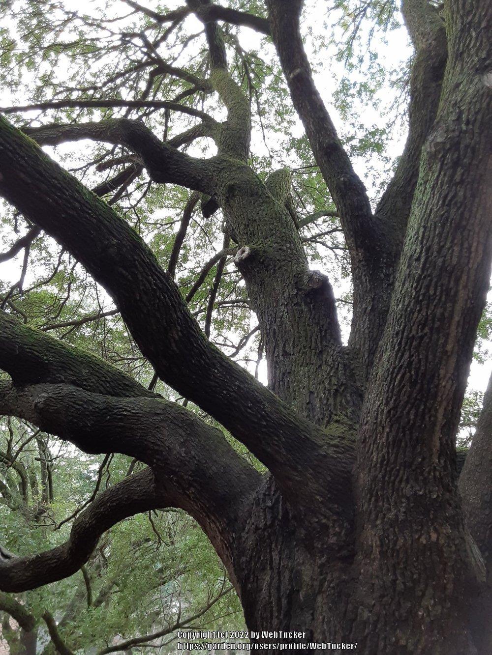 Photo of the stem, scape, stalk or bark of Live Oak (Quercus virginiana ...