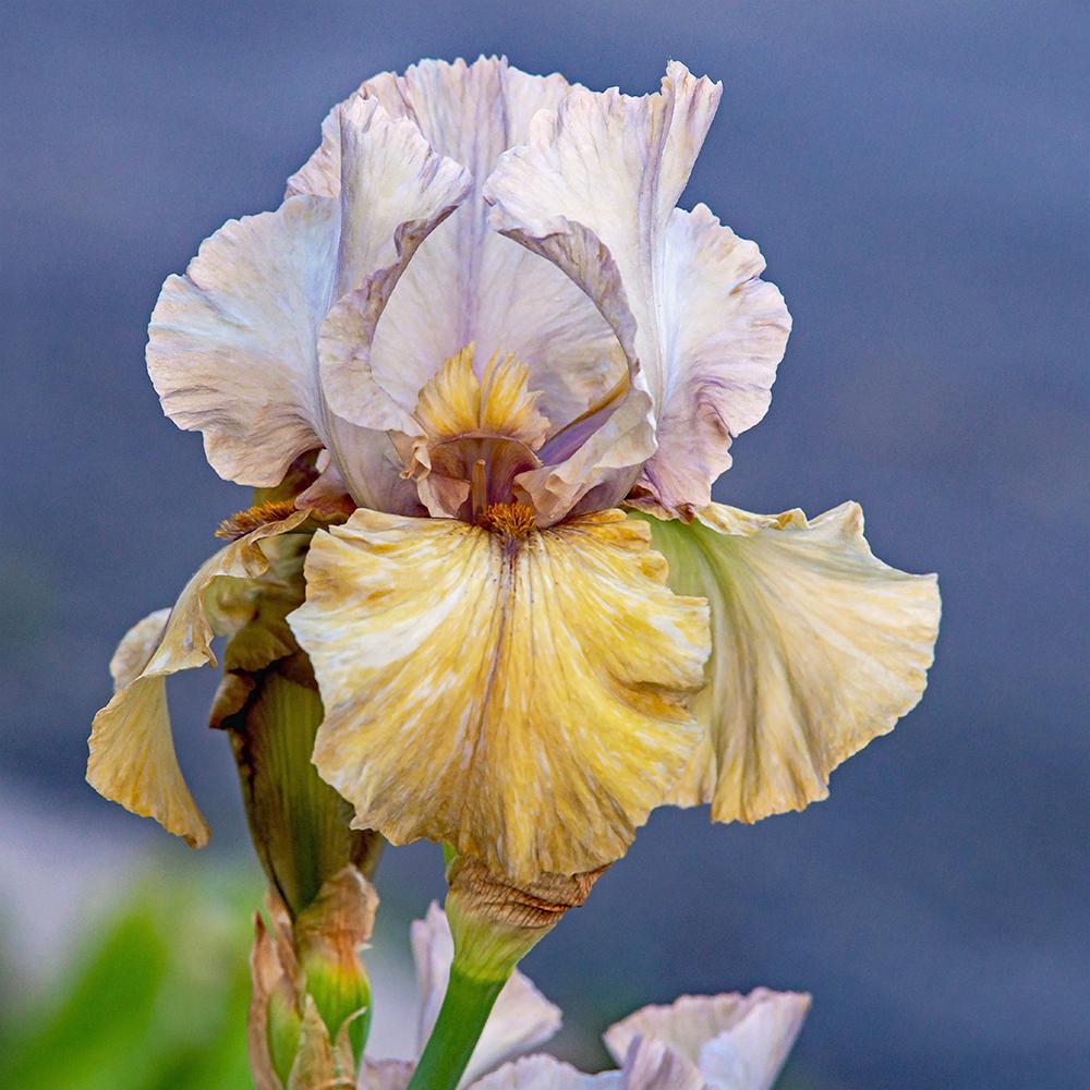 Photo of the bloom of Arilbred Iris (Iris 'Desert Spirit') posted by ...