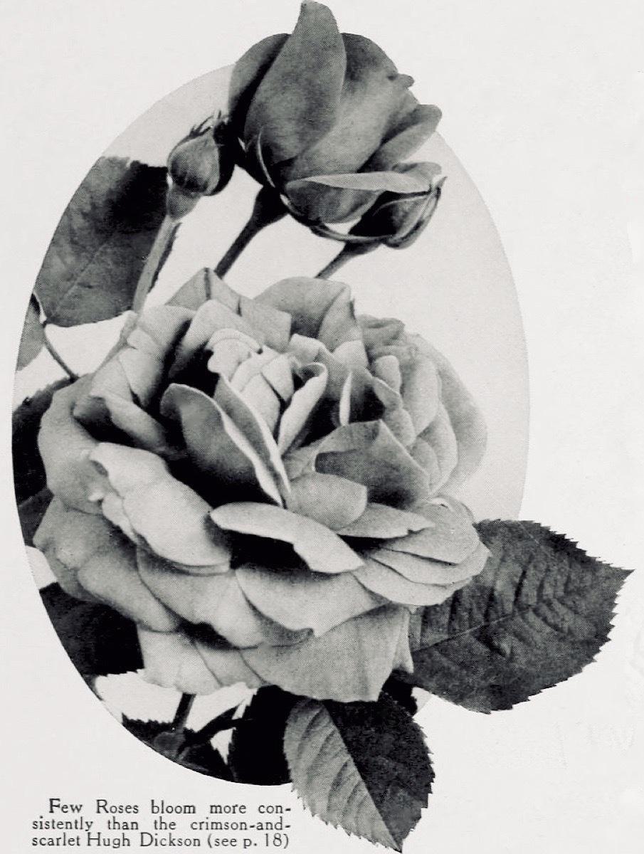 Photo of the documentation of Rose (Rosa 'Hugh Dickson') posted by ...