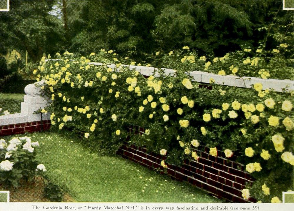 Rose (Rosa 'Gardenia') in the Roses Database - Garden.org