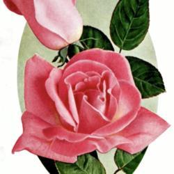 Rose (Rosa 'Killarney') in the Roses Database - Garden.org