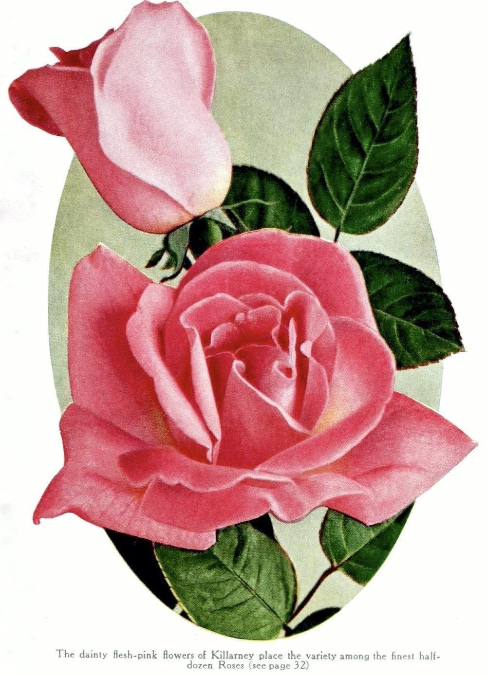 Photo of the documentation of Rose (Rosa 'Killarney') posted by ...