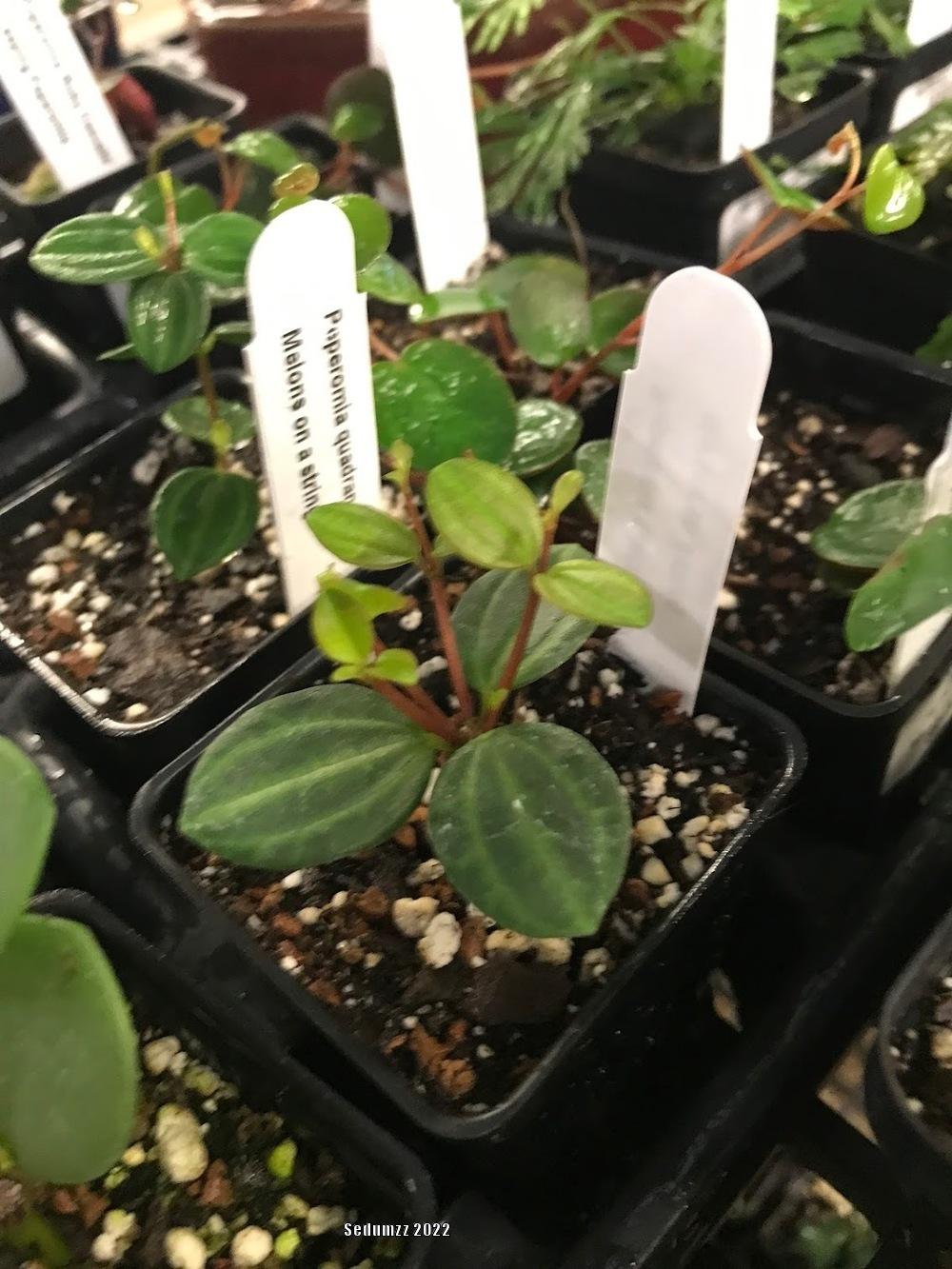 Photo of the entire plant of Beetle Peperomia (Peperomia quadrangularis ...