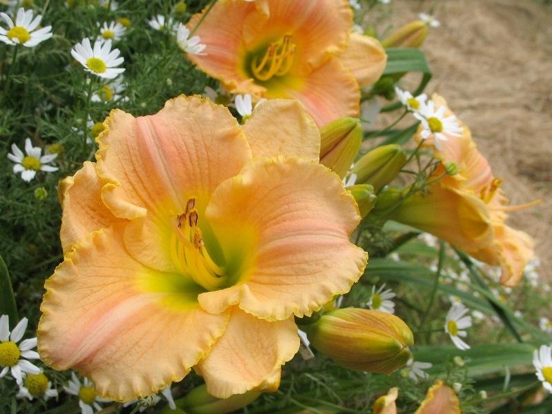 Daylily (Hemerocallis 'Ragged Mountain Sunset') in the Daylilies ...