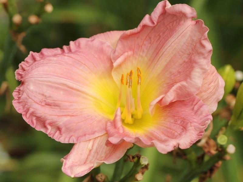 Daylily (Hemerocallis 'Raspberry Magic') in the Daylilies Database ...