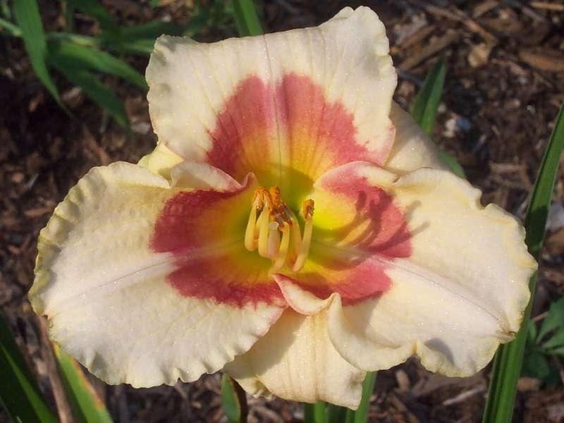 Daylily (Hemerocallis 'My Lips Are Sealed') in the Daylilies Database - Garden.org