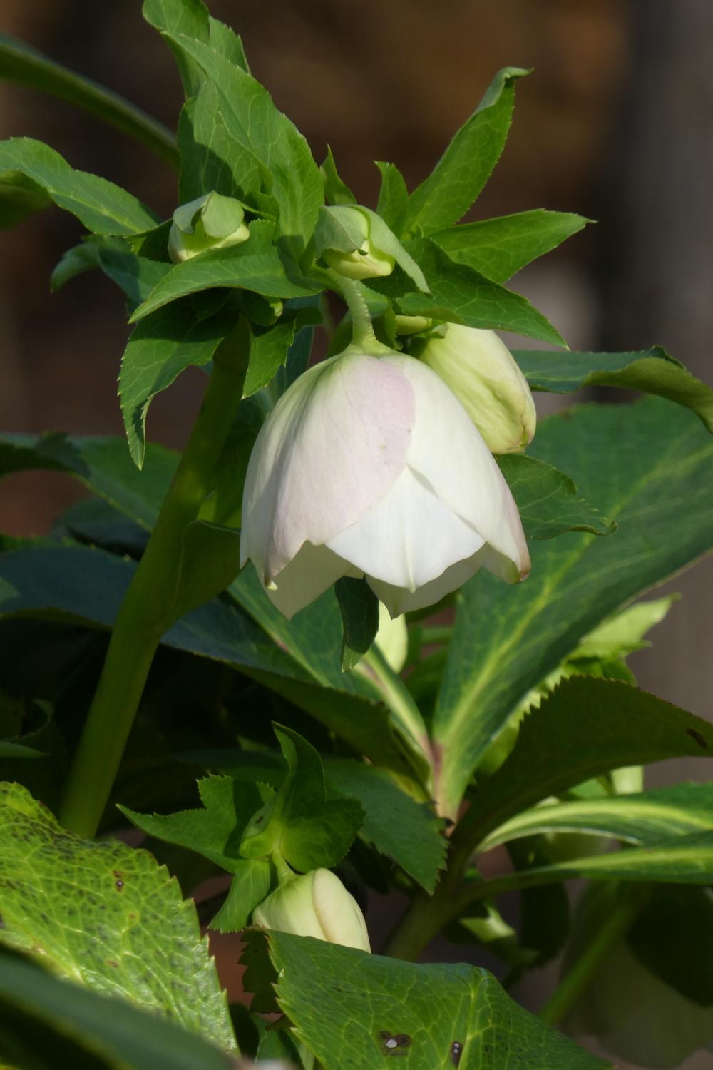 Photo of the bloom of Hellebore (Helleborus Frostkiss™ Winterbells ...