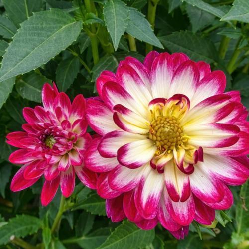 Dahlia 'Stillwater Raspberry' in the Dahlias Database - Garden.org