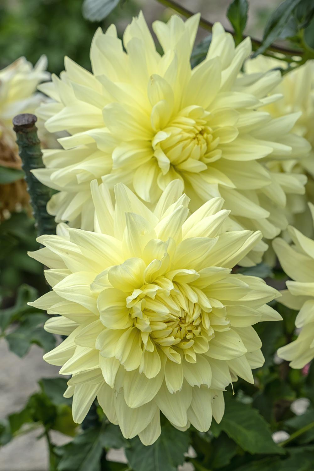 Photo of the bloom of Dahlia 'Ivory Palaces' posted by arctangent ...