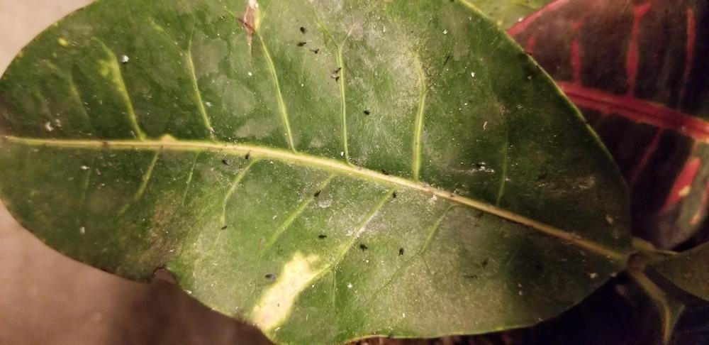 Bugs on Croton in the Ask a Question forum - Garden.org