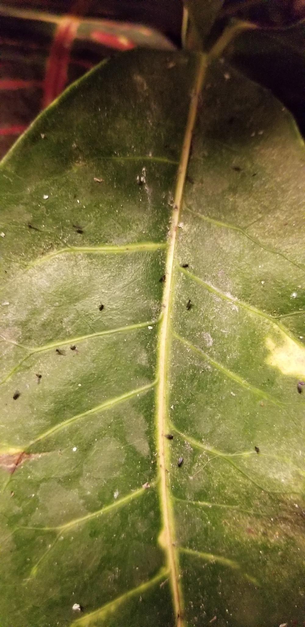 Bugs on Croton in the Ask a Question forum - Garden.org