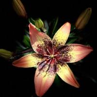 Lily (Lilium 'Tribal Dance') in the Lilies Database - Garden.org