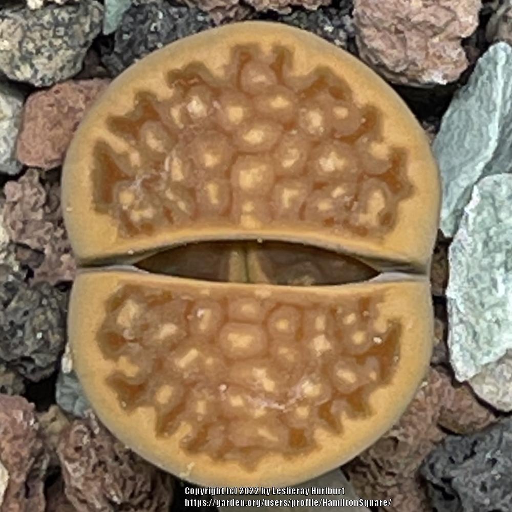 Living Stones (Lithops hallii var. ochracea) in the Living Stones ...