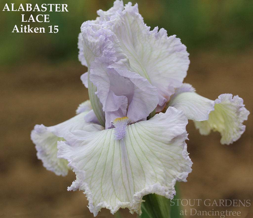 Photo of the bloom of Tall Bearded Iris (Iris 'Alabaster Lace') posted ...