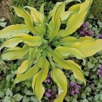 Photo of the leaves of Hosta 'Ripple Effect' posted by Joy - Garden.org