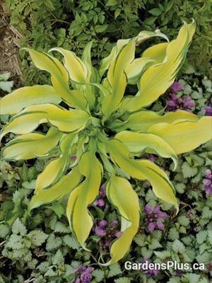 Photo of the leaves of Hosta 'Ripple Effect' posted by Joy - Garden.org