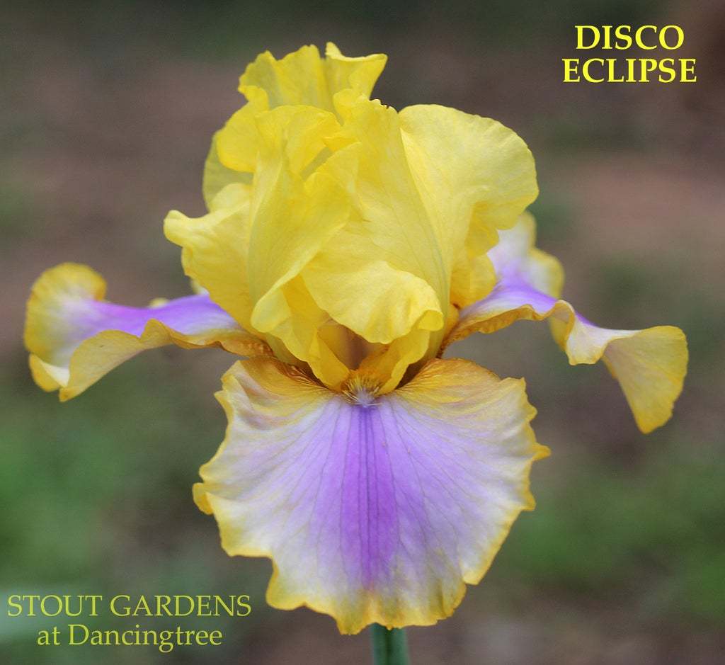 Photo of the bloom of Tall Bearded Iris (Iris 'Disco Eclipse') posted by Joy - Garden.org