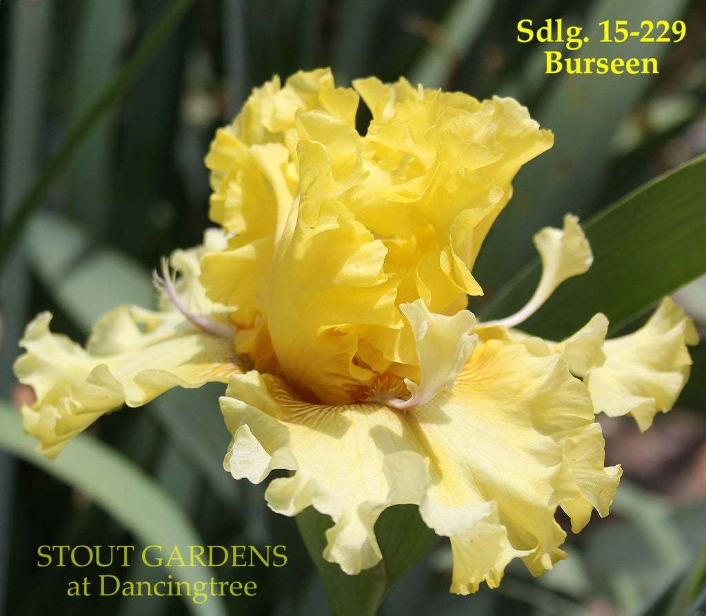 Tall Bearded Iris (Iris 'Duck Tails') in the Irises Database - Garden.org