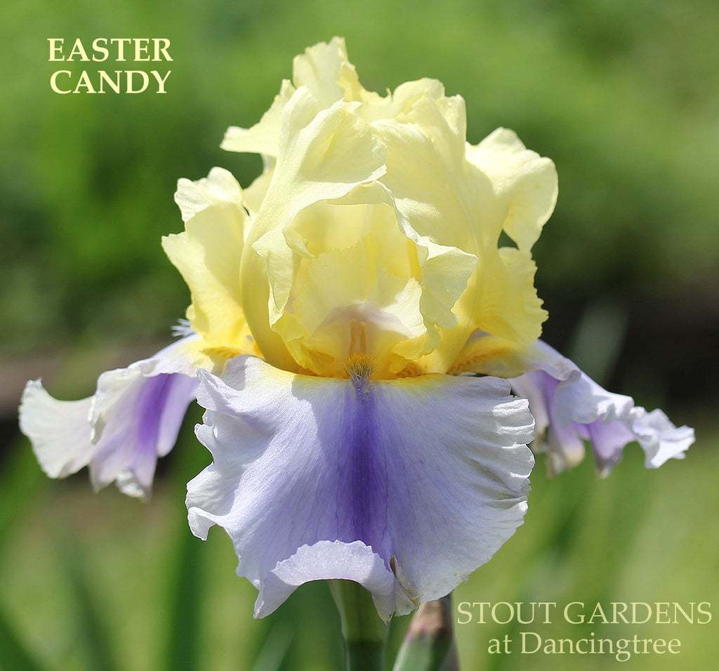 Photo of the bloom of Tall Bearded Iris (Iris 'Easter Candy') posted by ...