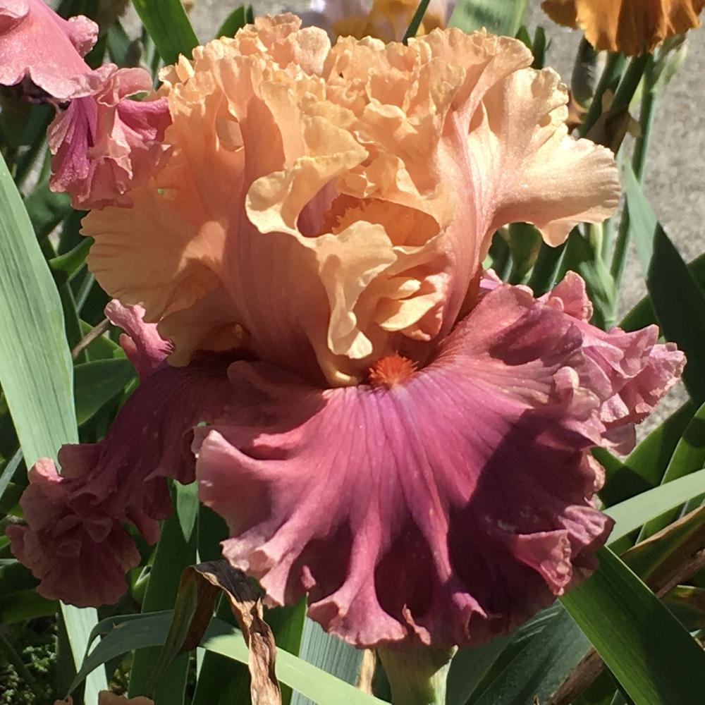 Photo of the bloom of Tall Bearded Iris (Iris 'Sweet City Woman ...