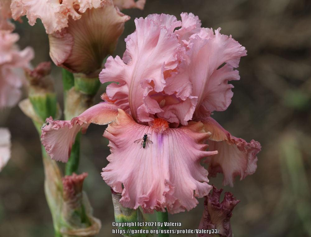 Photo of the bloom of Tall Bearded Iris (Iris 'Star Turn') posted by ...
