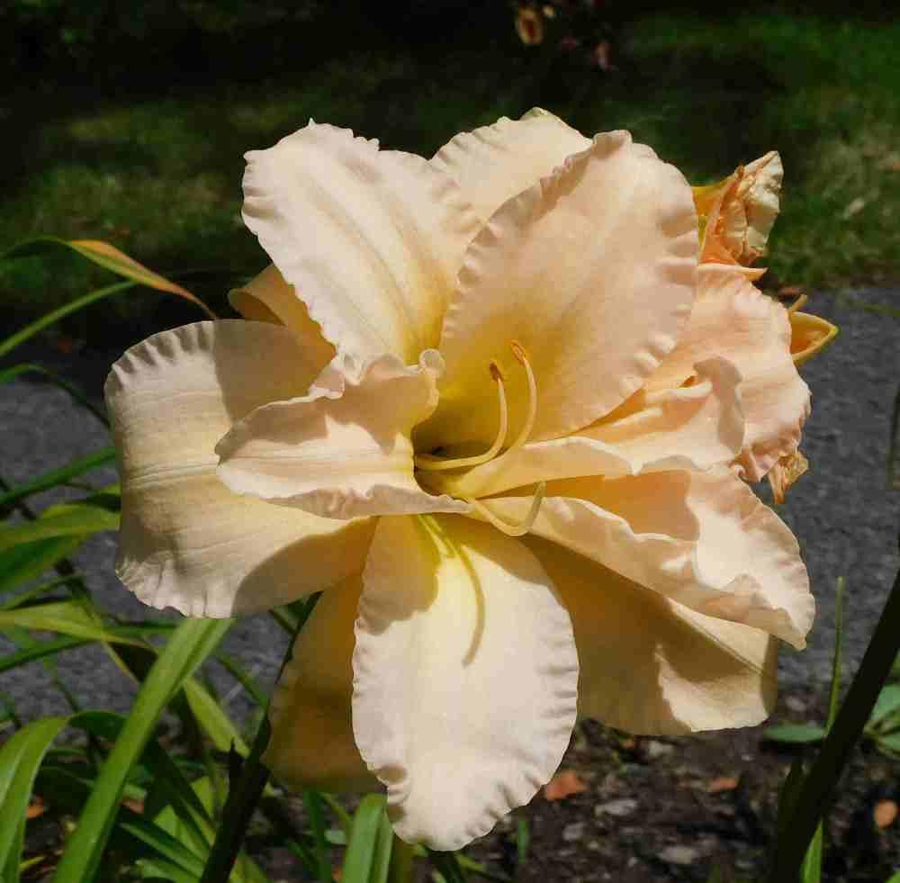 Looking for an ID for very unusual double (and fragrant) daylily in the ...