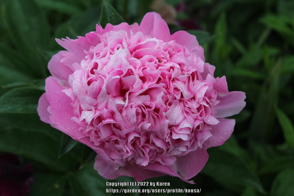 Please Post Pics of Your Bomb Peonies in the Peonies forum - Garden.org