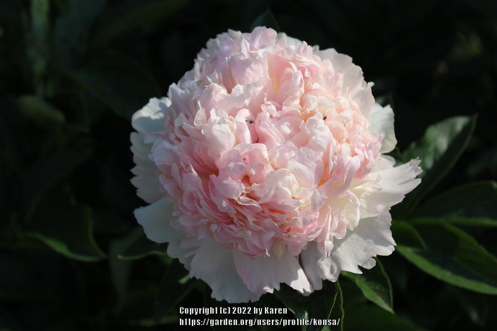 Please Post Pics of Your Bomb Peonies in the Peonies forum - Garden.org