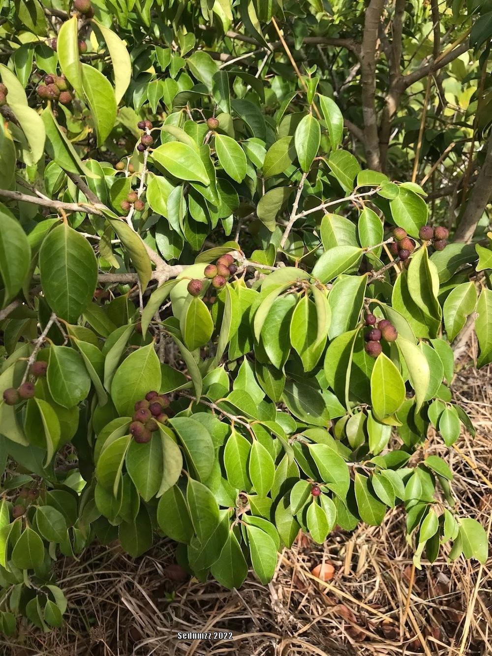 White Stopper (Eugenia monticola) - Garden.org