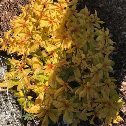 Firebush (Hamelia patens Lime Sizzler™) - Garden.org