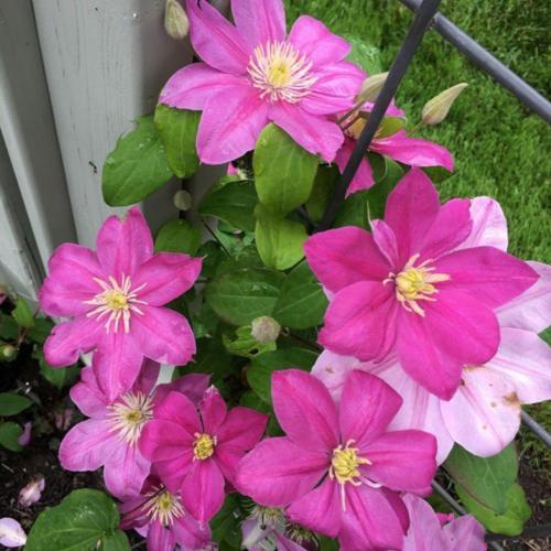 Clematis Alaina™ in the Clematis Database - Garden.org