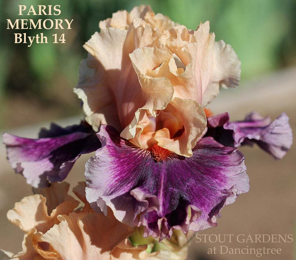 Photo of the bloom of Tall Bearded Iris (Iris 'Paris Memory') posted by ...
