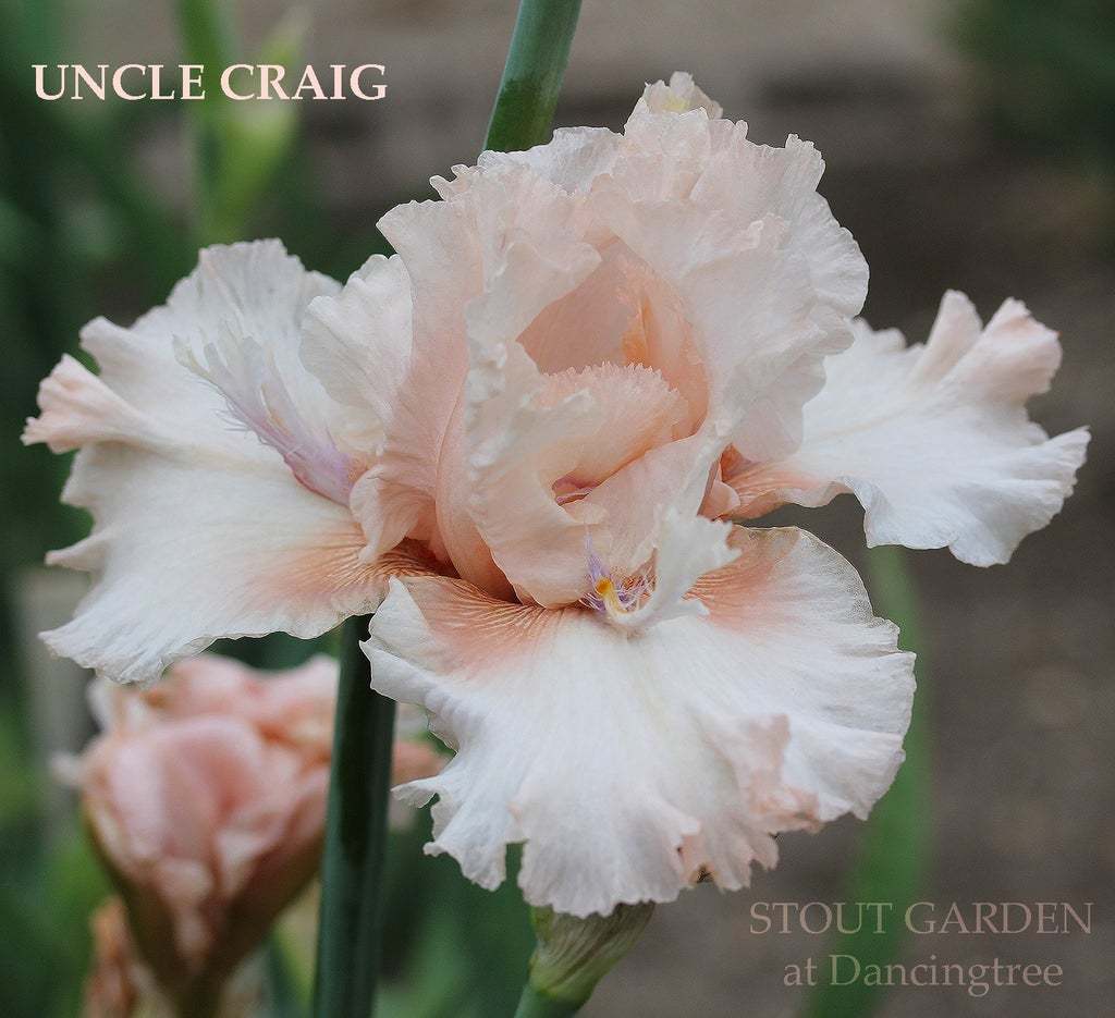 Tall Bearded Iris (Iris 'Uncle Craig') in the Irises Database - Garden.org