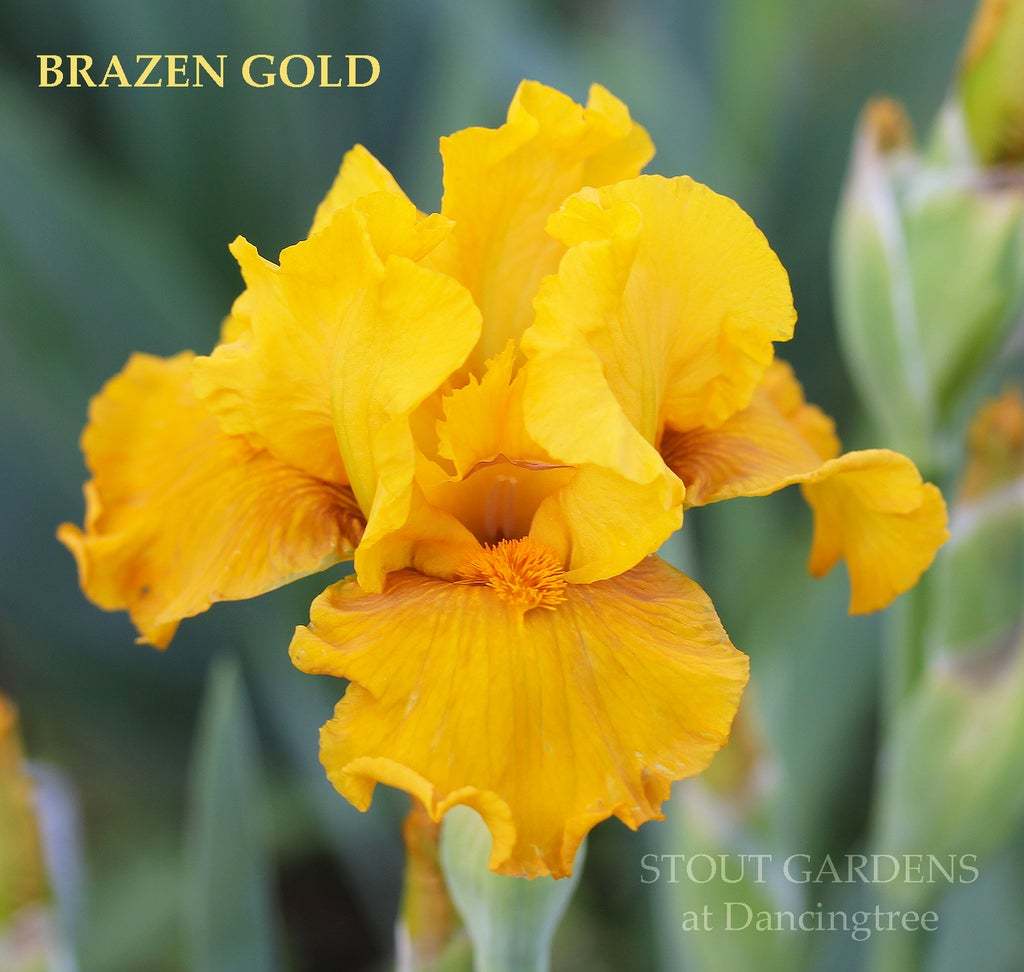 Photo of the bloom of Intermediate Bearded Iris (Iris 'Brazen Gold ...