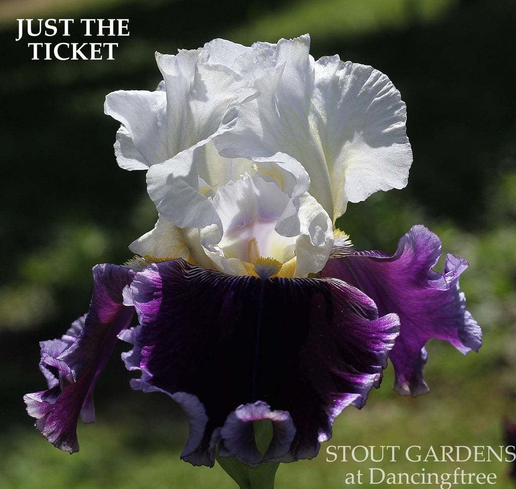 Photo of the bloom of Tall Bearded Iris (Iris 'Just the Ticket') posted ...