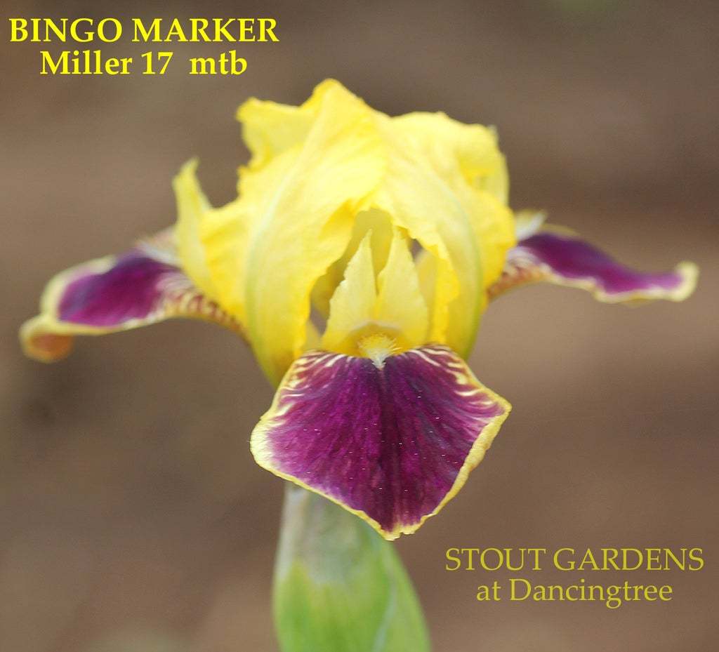 Photo of the bloom of Miniature Tall Bearded Iris (Iris 'Bingo Marker ...