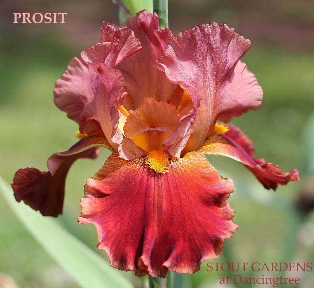 Photo of the bloom of Tall Bearded Iris (Iris 'Prosit') posted by Joy ...
