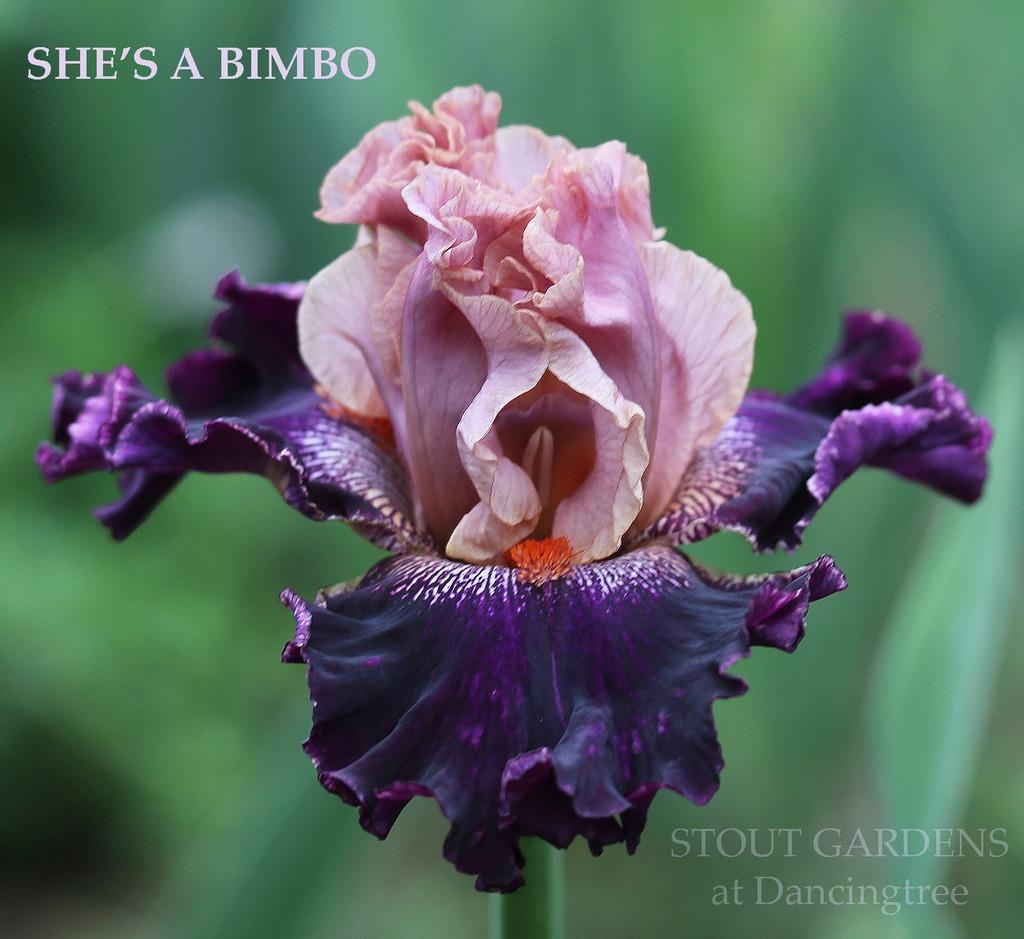 Photo of the bloom of Tall Bearded Iris (Iris 'She's a Bimbo') posted ...