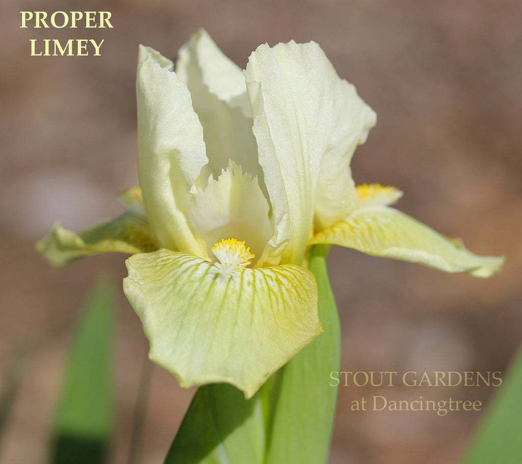 Miniature Tall Bearded Iris (Iris 'Proper Limey') in the Irises ...