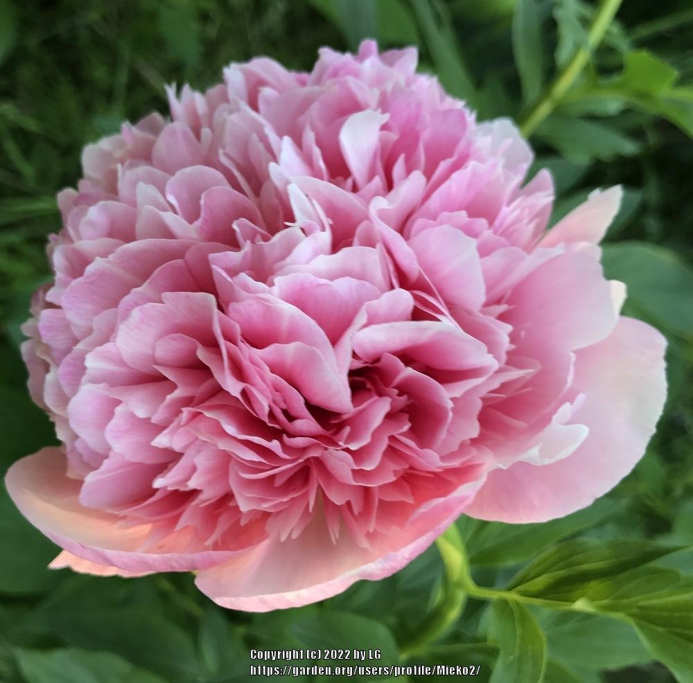 Please Post Pics of Your Bomb Peonies in the Peonies forum - Garden.org
