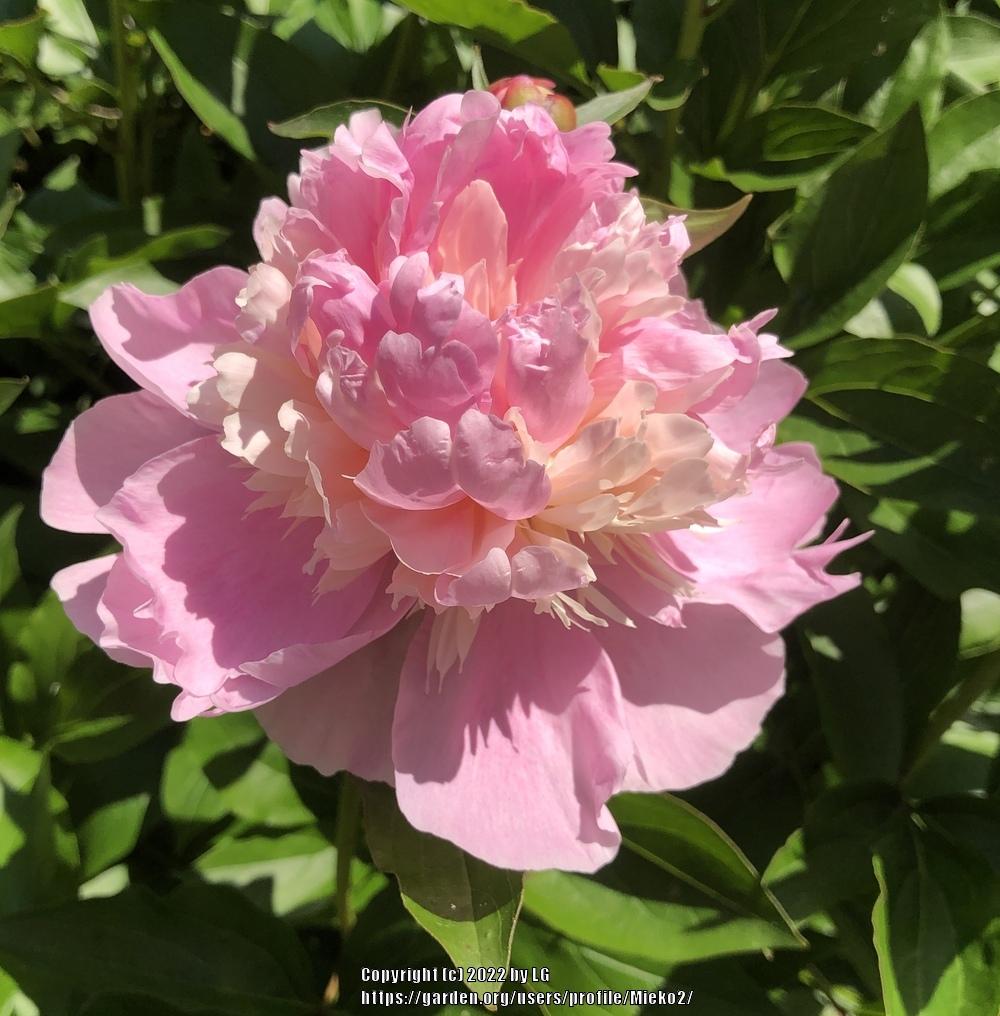 Please Post Pics of Your Bomb Peonies in the Peonies forum - Garden.org